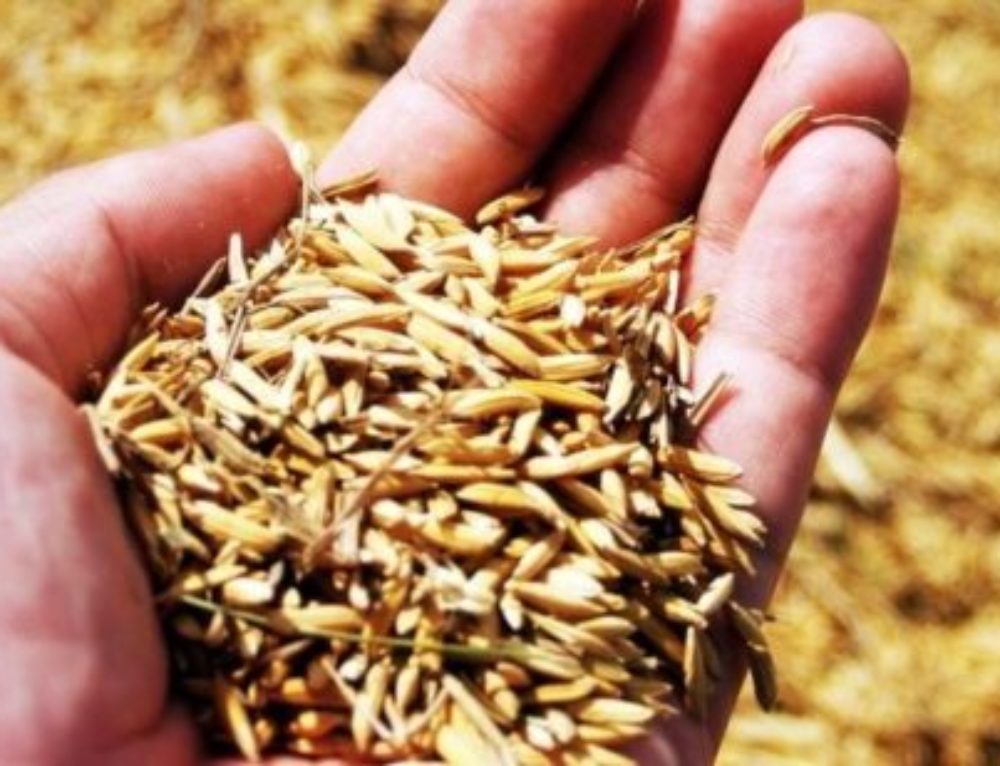 Rice Mills Functioning Guide | Hindustan Group